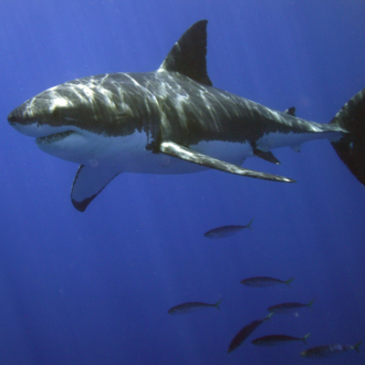 Oceanic Preservation Society