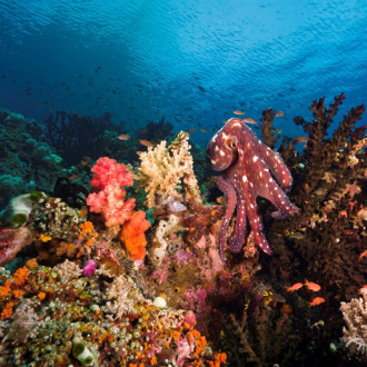 Take Action - Oceanic Preservation Society