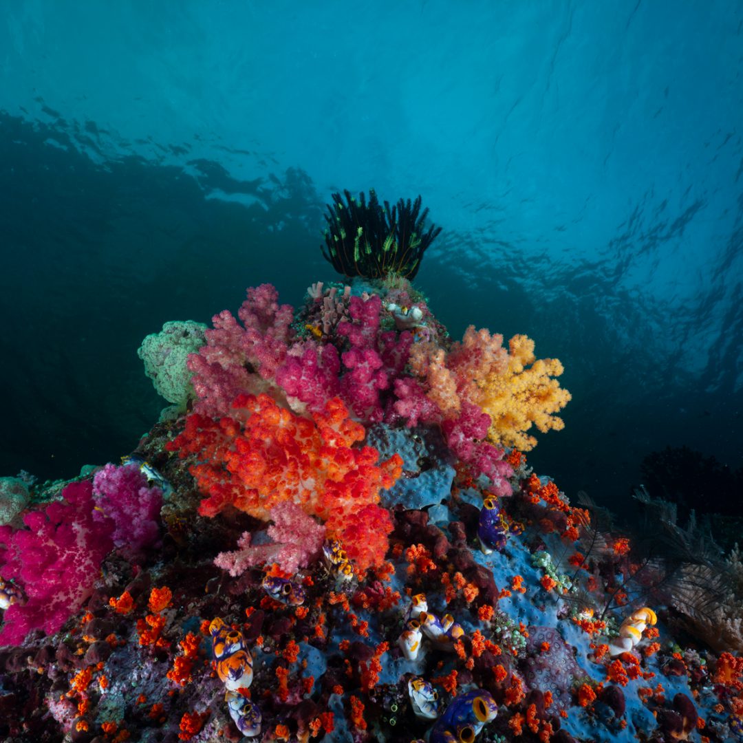 Teaching Guides - Oceanic Preservation Society